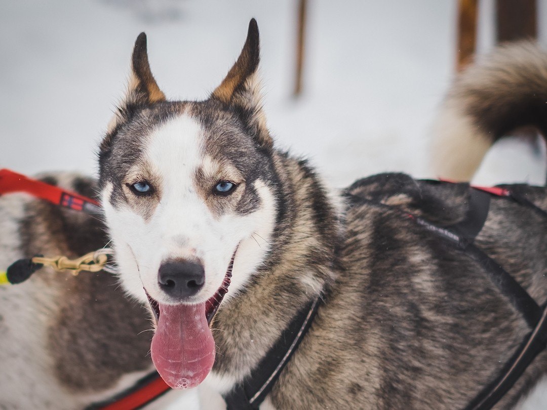 What if You Are the Lead Dog? | McKee Wallwork